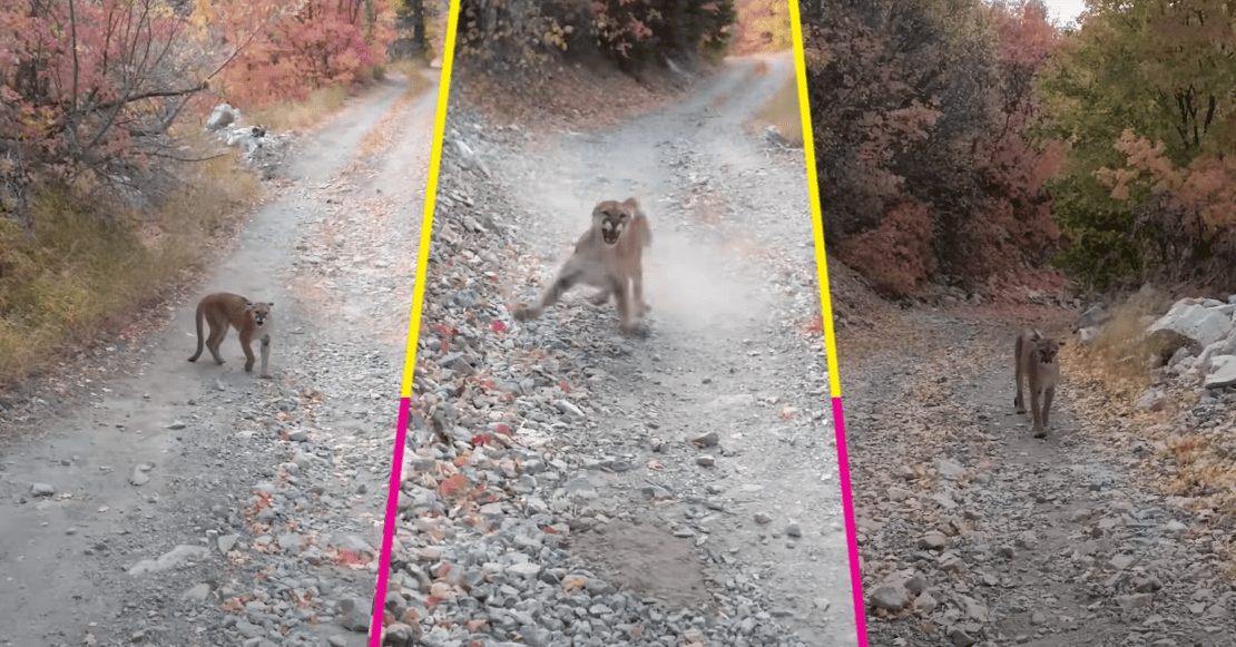 (VIDEO) Un puma salvaje persiguió a un hombre en este video viral