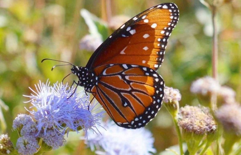 Ya es oficial, llega la mariposa monarca a México